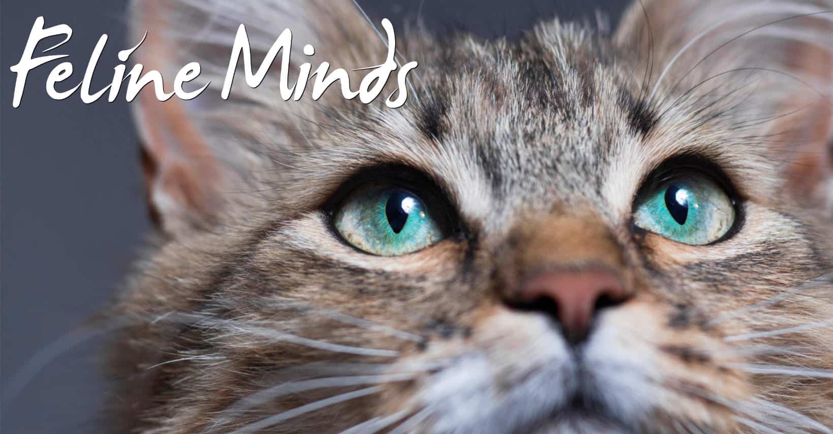 Cat Behavior Services - Feline Minds Cat Behavior Consulting